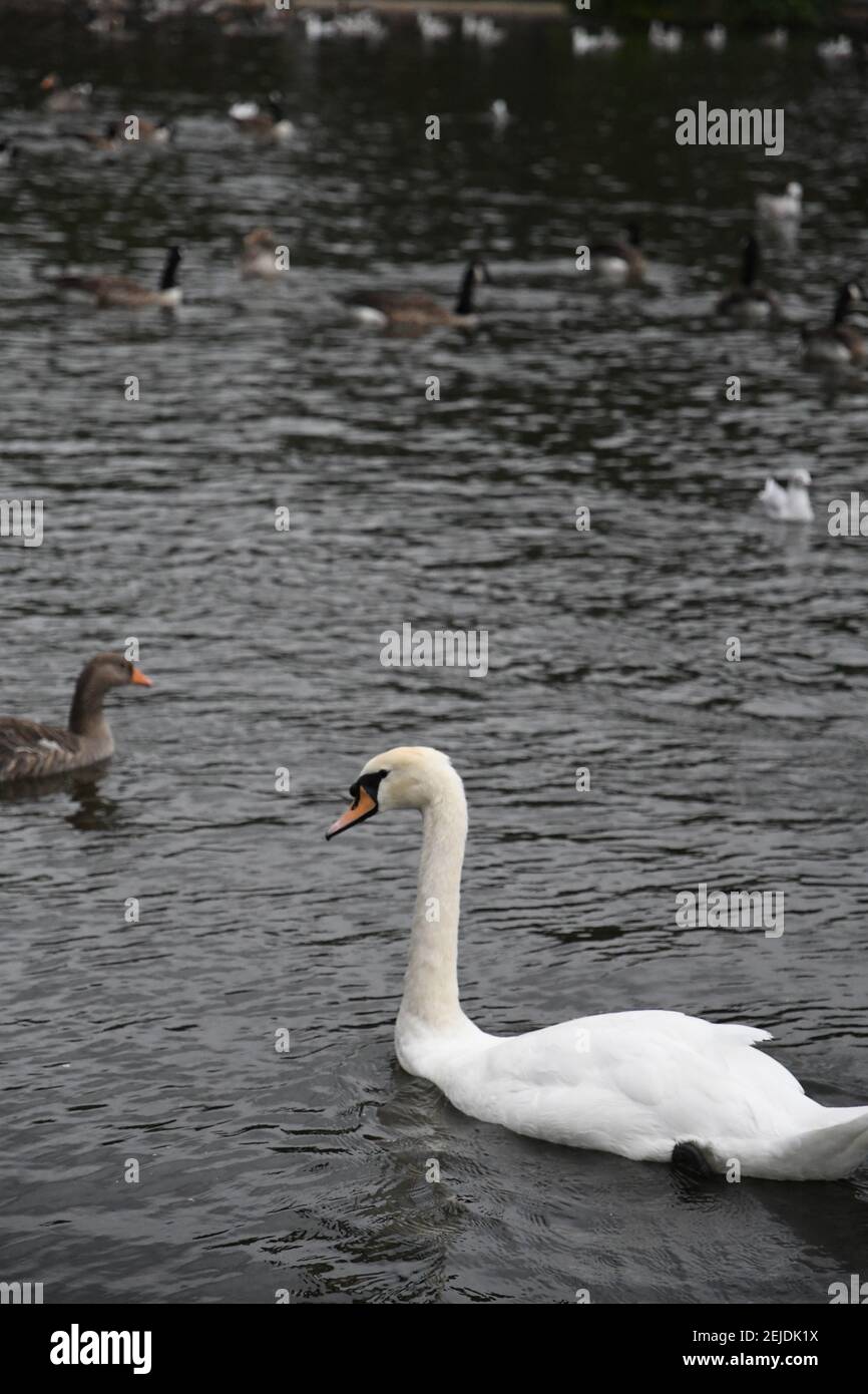 The swan pond hi-res stock photography and images - Alamy