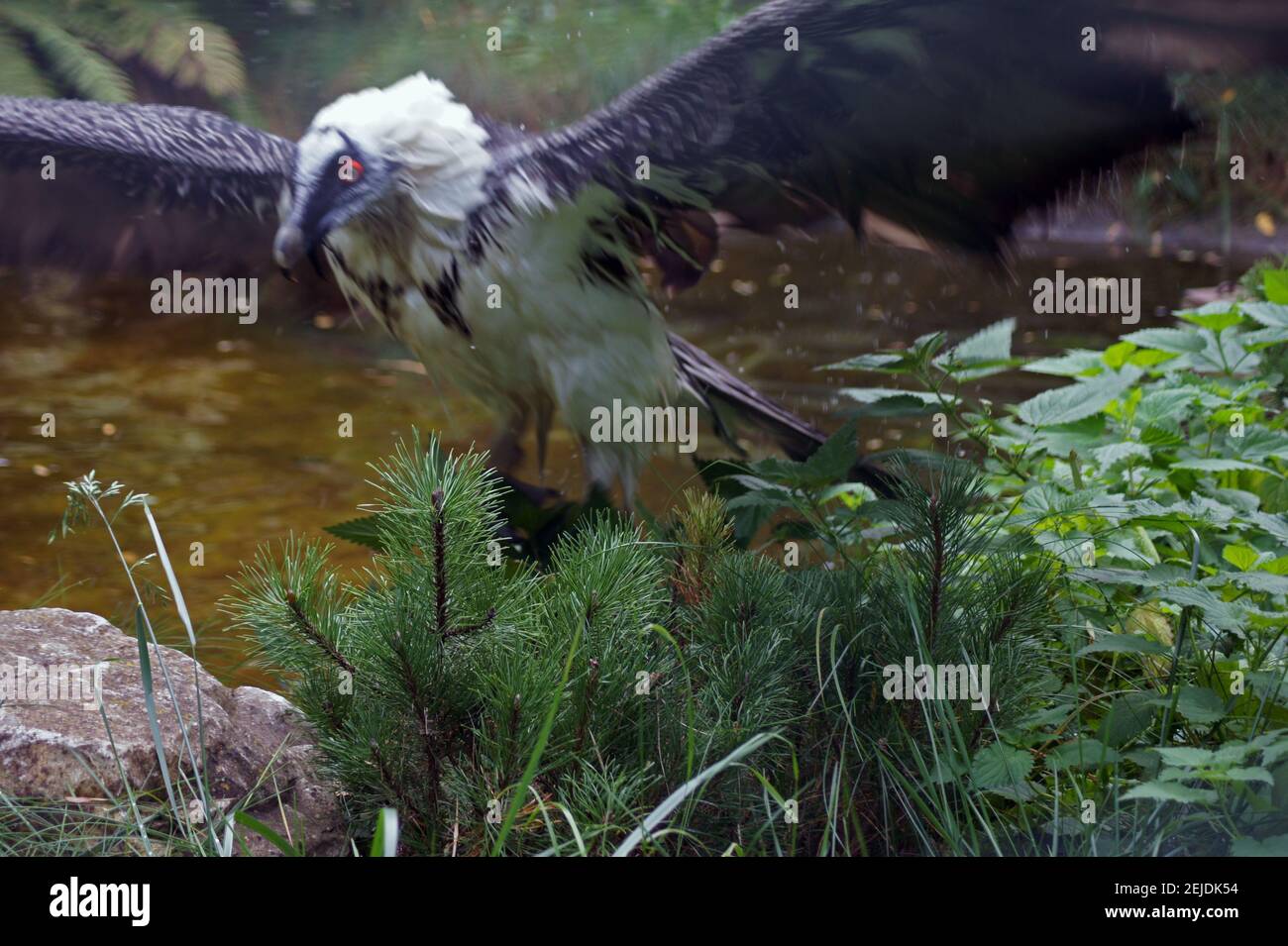 Ossifrage hi-res stock photography and images - Alamy
