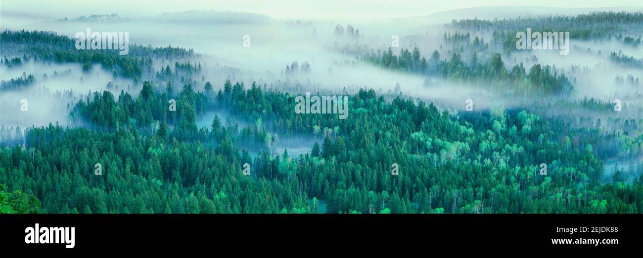 Elevated view of fog over a forest, Grand Teton National Park, Wyoming ...