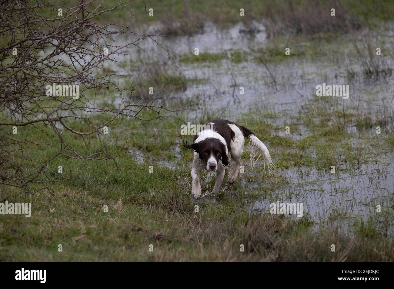 Spaniels in mud hi-res stock photography and images - Alamy