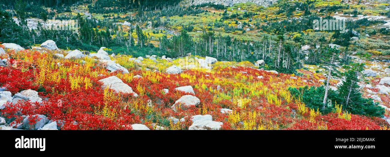 Elevated view of autumn trees, North Fork Cascade Canyon, Grand Teton ...