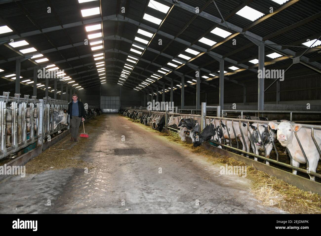 A stable with Belgian white-blue cows pictured during a visit to the ...