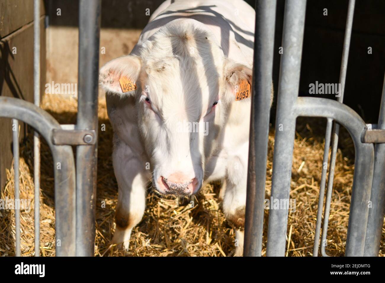 Belgian white-blue cows pictured during a visit to the Fooz Awans ...