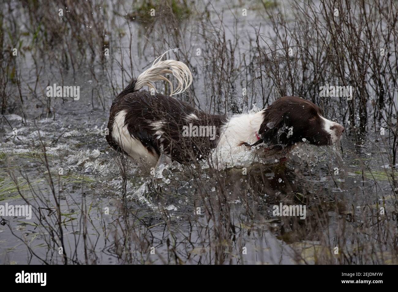English Springer Spaniel Stock Photo - Alamy