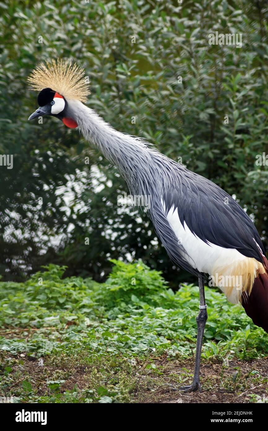 Golden crested crane Stock Photo - Alamy