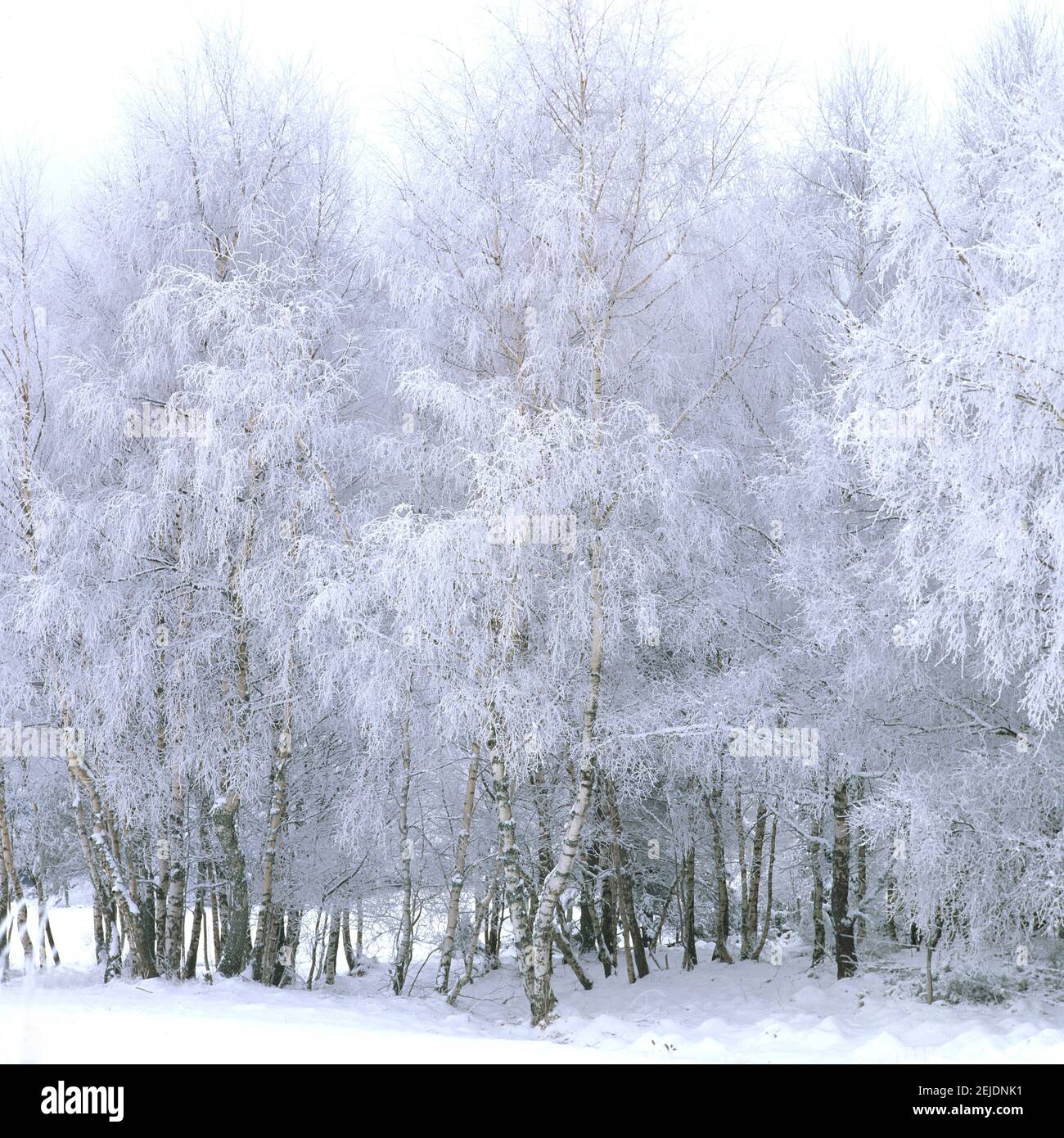 Birch trees snow hi-res stock photography and images - Alamy