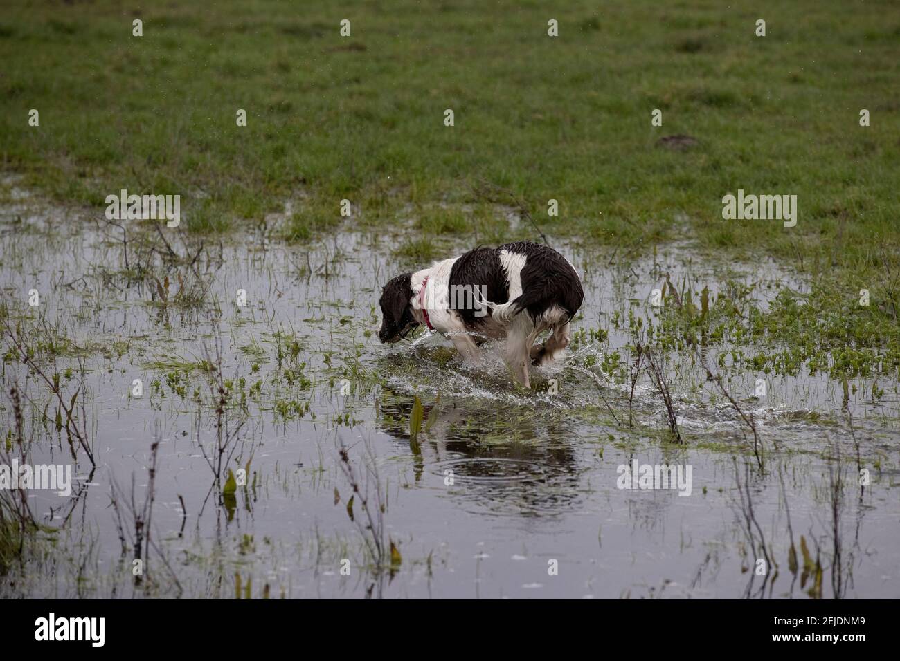 English Springer Spaniel Stock Photo - Alamy