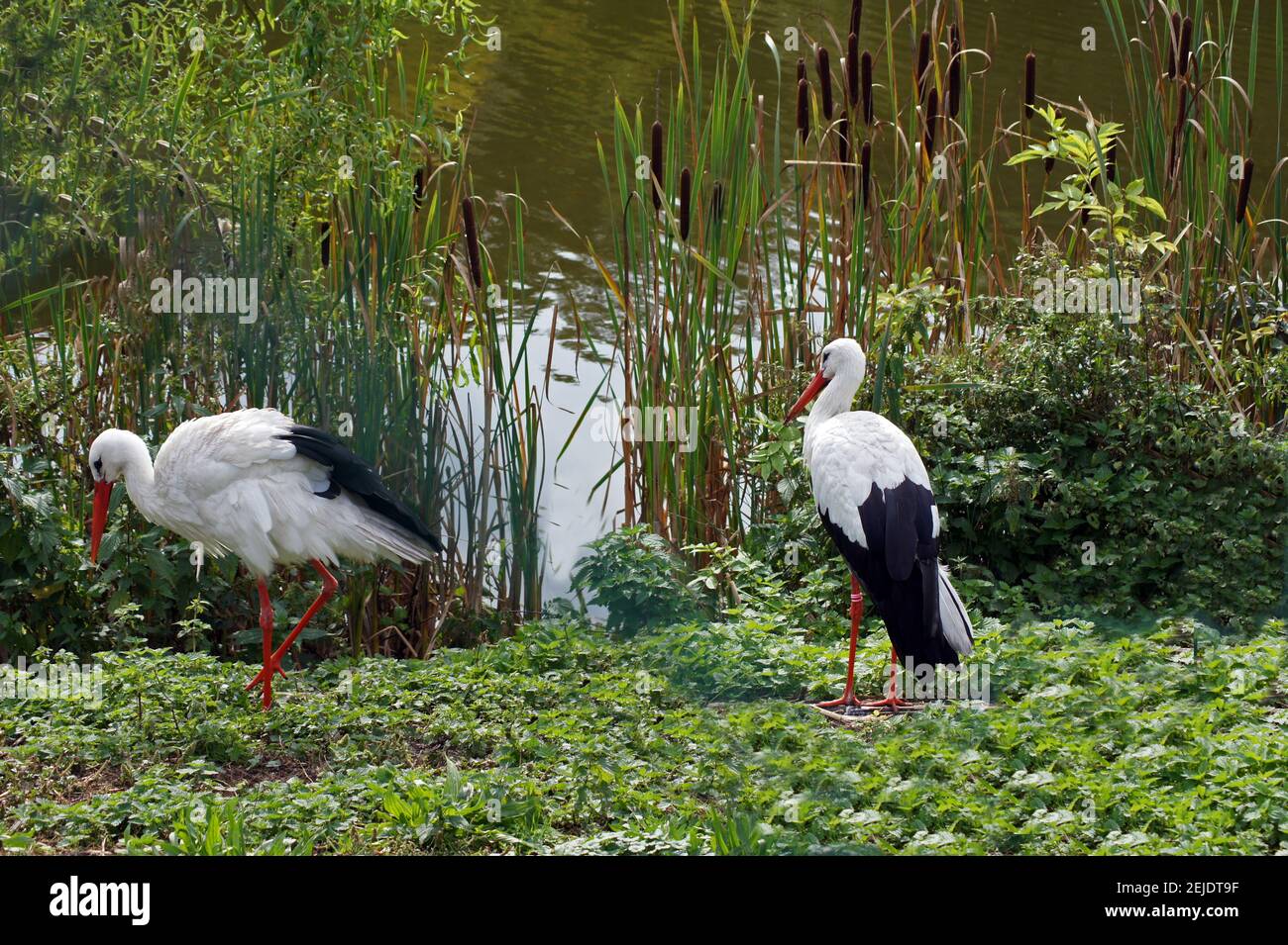 Pair of storks Stock Photo - Alamy
