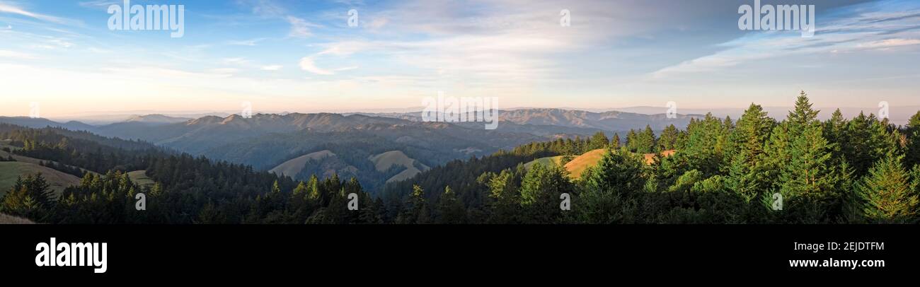 Elevated view of trees on a mountain, Marin County, California, USA ...