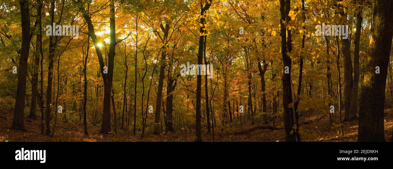 Trees in a forest, Delnor Woods Park, St. Charles, Kane County ... Trees in a forest, Delnor Woods Park, St. Charles, Kane County ...
