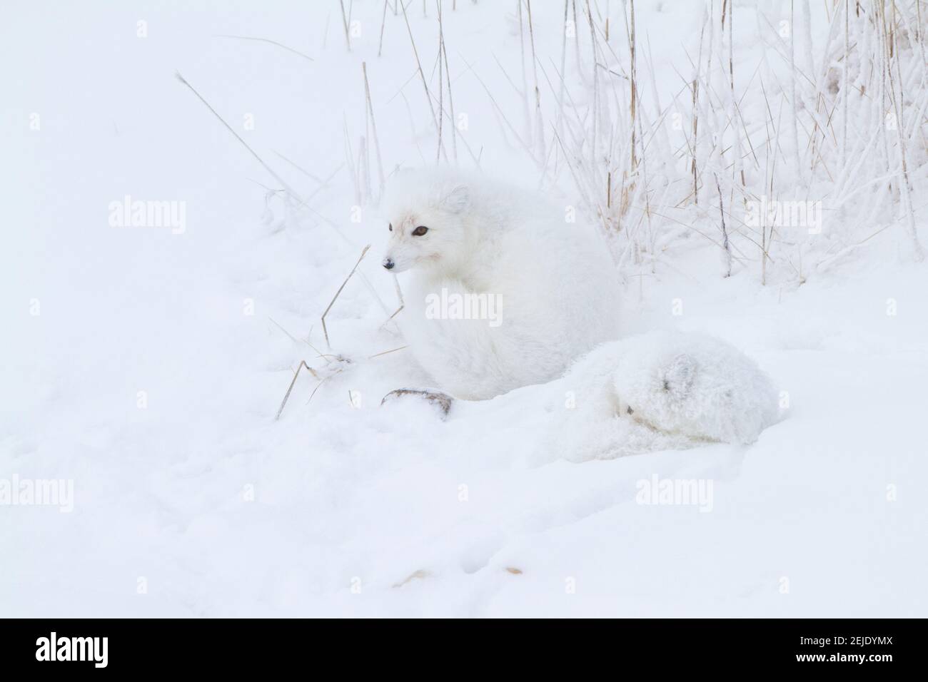 Arctic fox curled up canada hi-res stock photography and images - Alamy