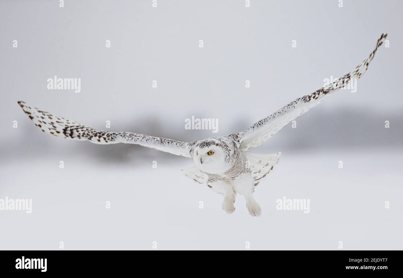 Taking over mid flight hi-res stock photography and images - Alamy