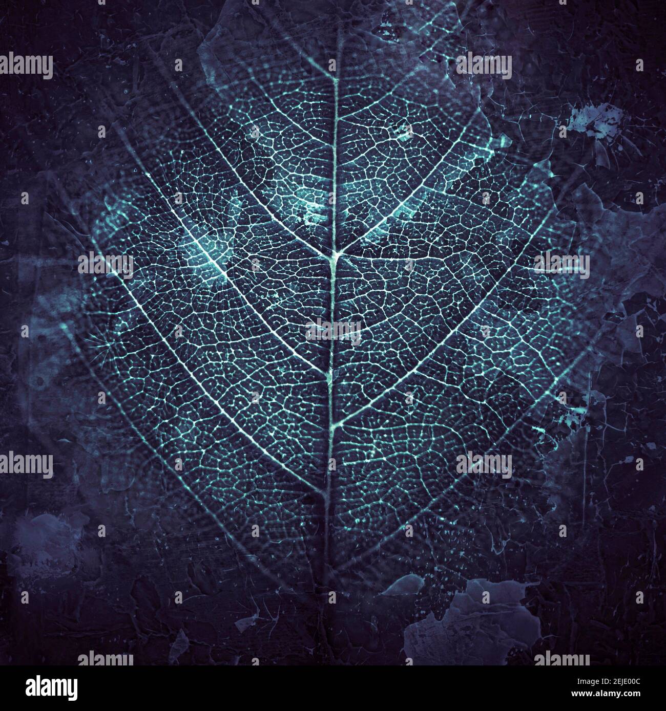 Leaf veins, background Stock Photo - Alamy
