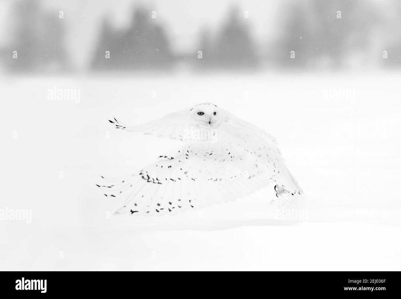 Snowy owl female taking off in flight hunting over a snow covered field ...