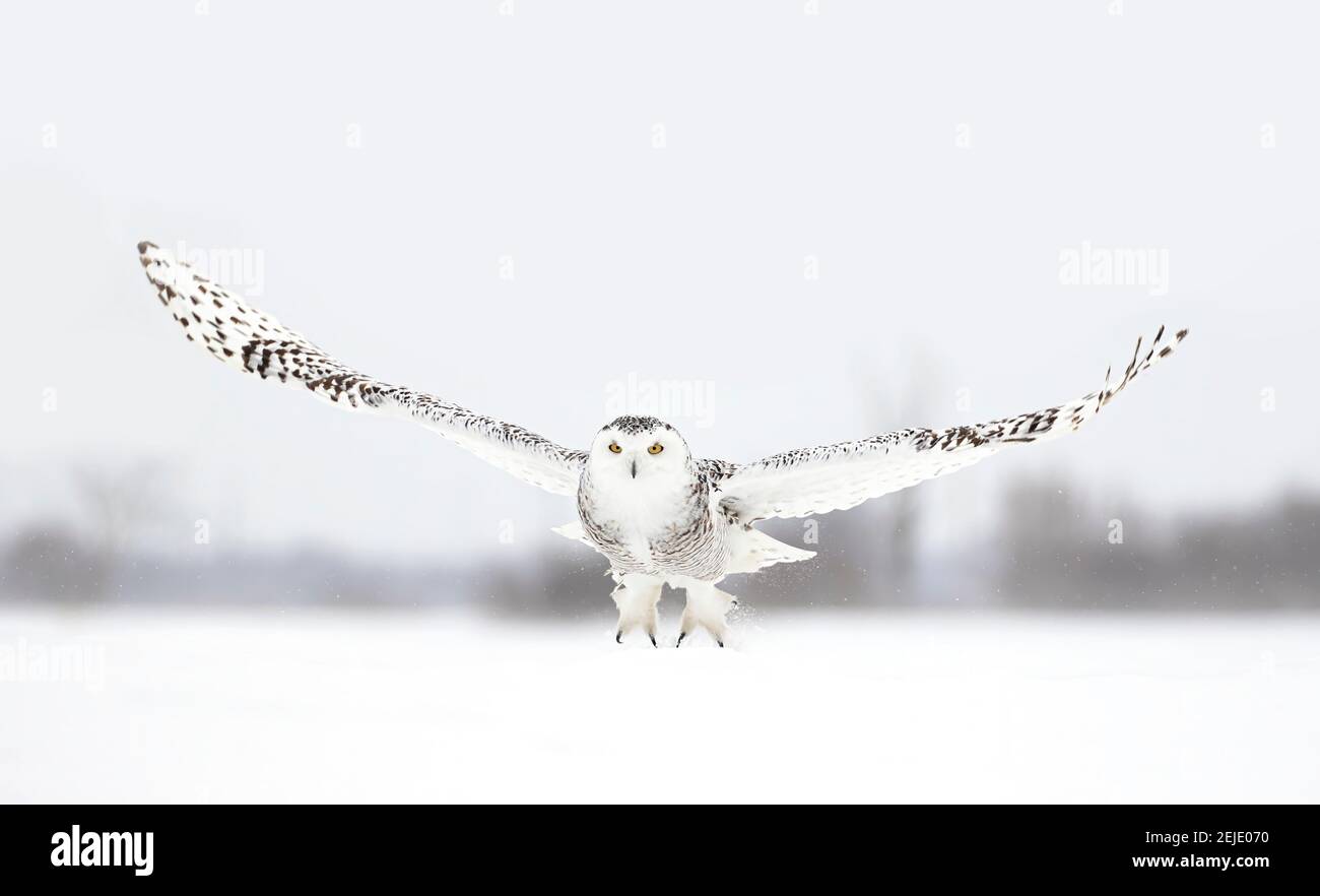 Snowy owl taking off flying hi-res stock photography and images - Alamy