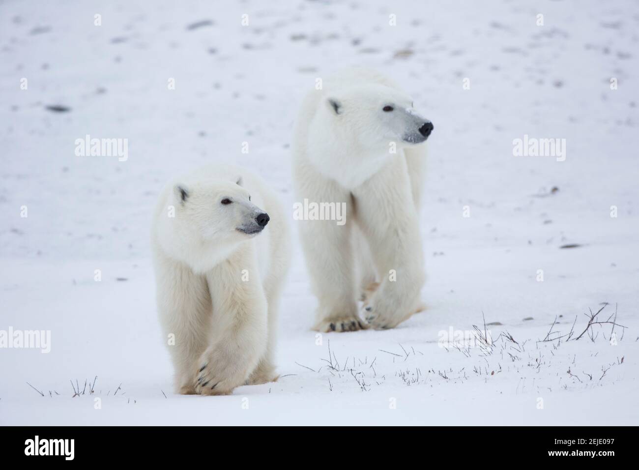 Polar Bears (Ursus maritimus) walking in snow, Churchill Wildlife Management Area, Churchill ...