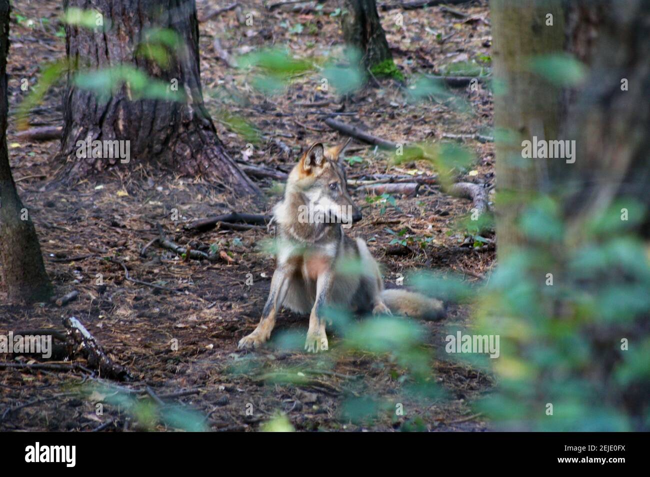 Wolf puppy photography hi-res stock photography and images - Alamy