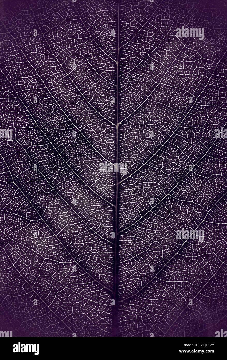 Leaf veins pattern hi-res stock photography and images - Alamy