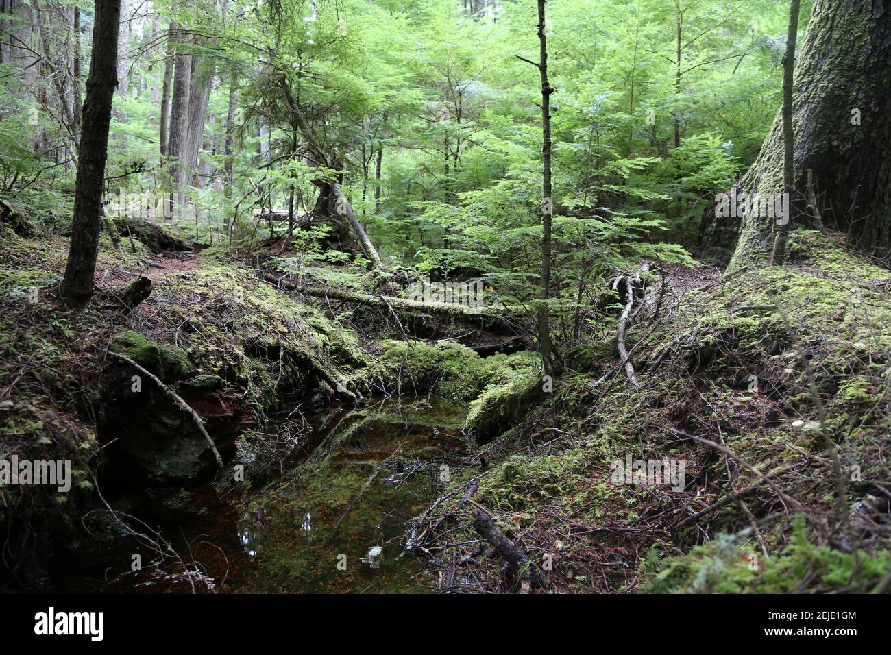Forest Image taken from the forest on Hanson Island, Canada Stock Photo ...