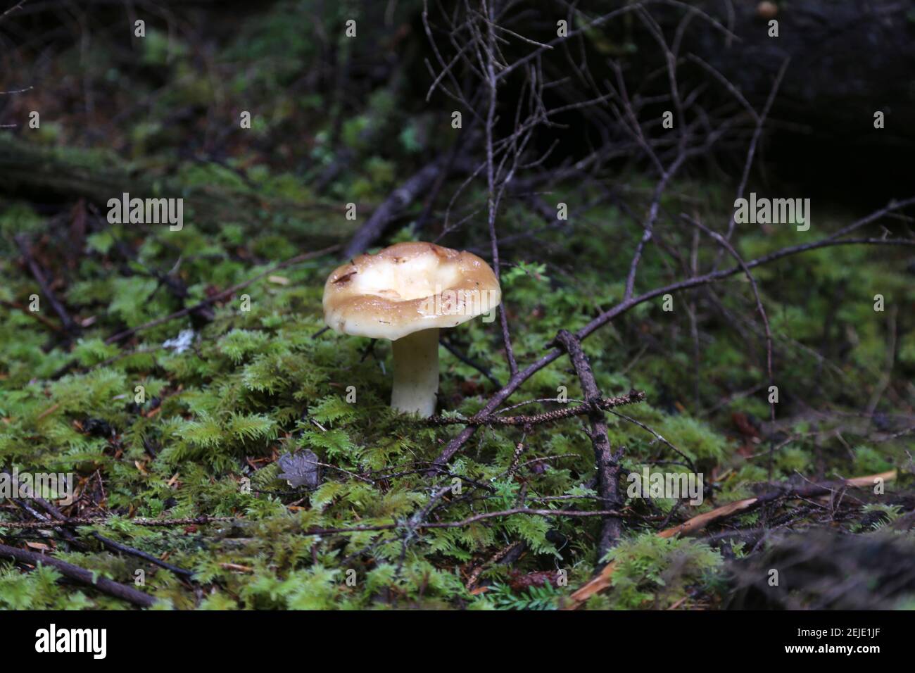 Forest Image taken from the forest on Hanson Island, Canada Stock Photo ...
