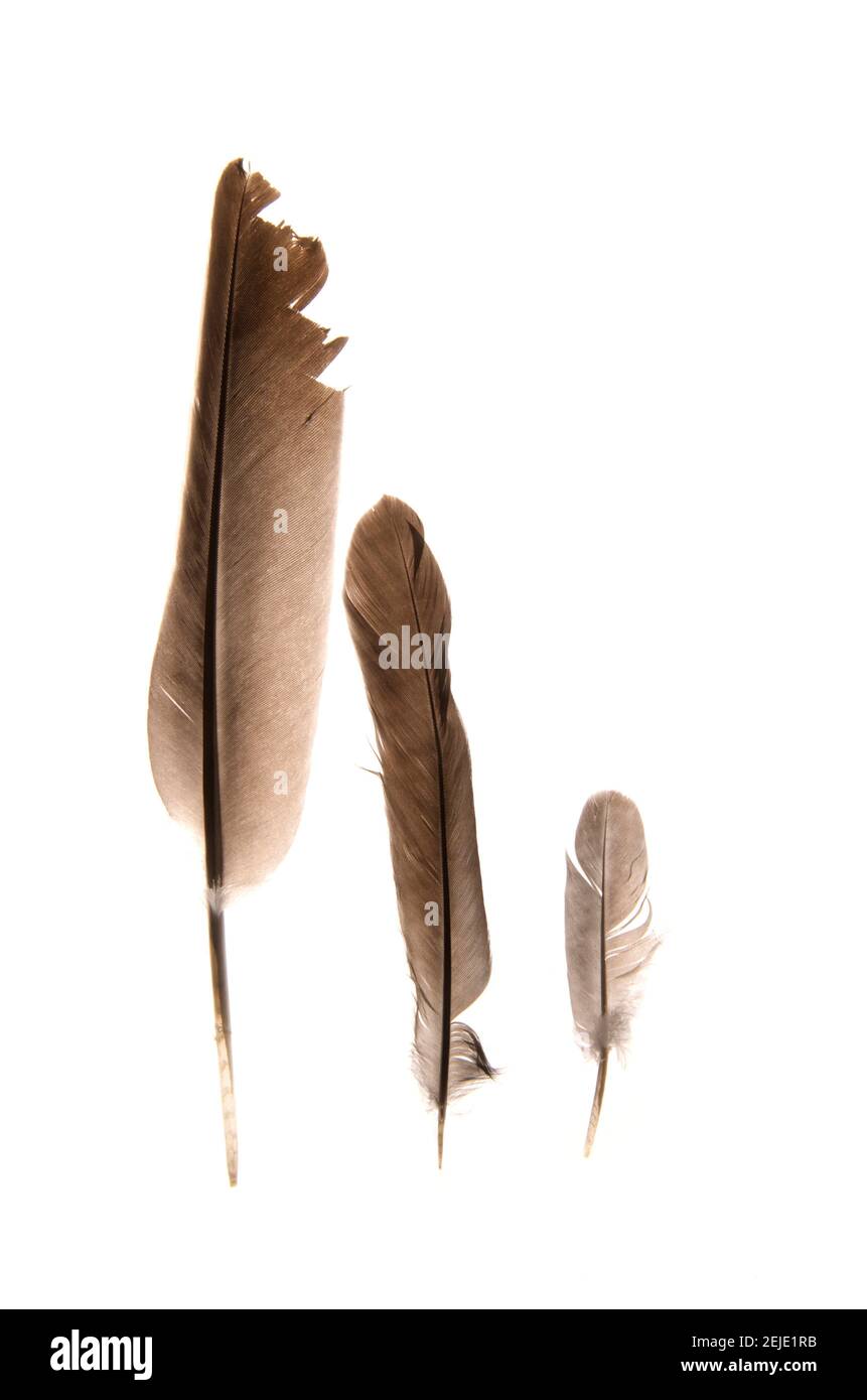 Showcasing feathers Cut Out Stock Images & Pictures - Alamy
