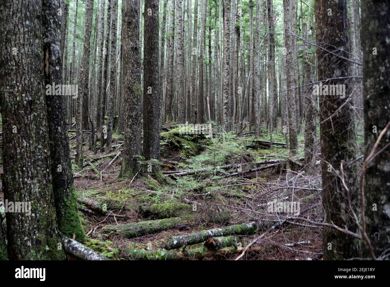Forest Image taken from the forest on Hanson Island, Canada Stock Photo ...