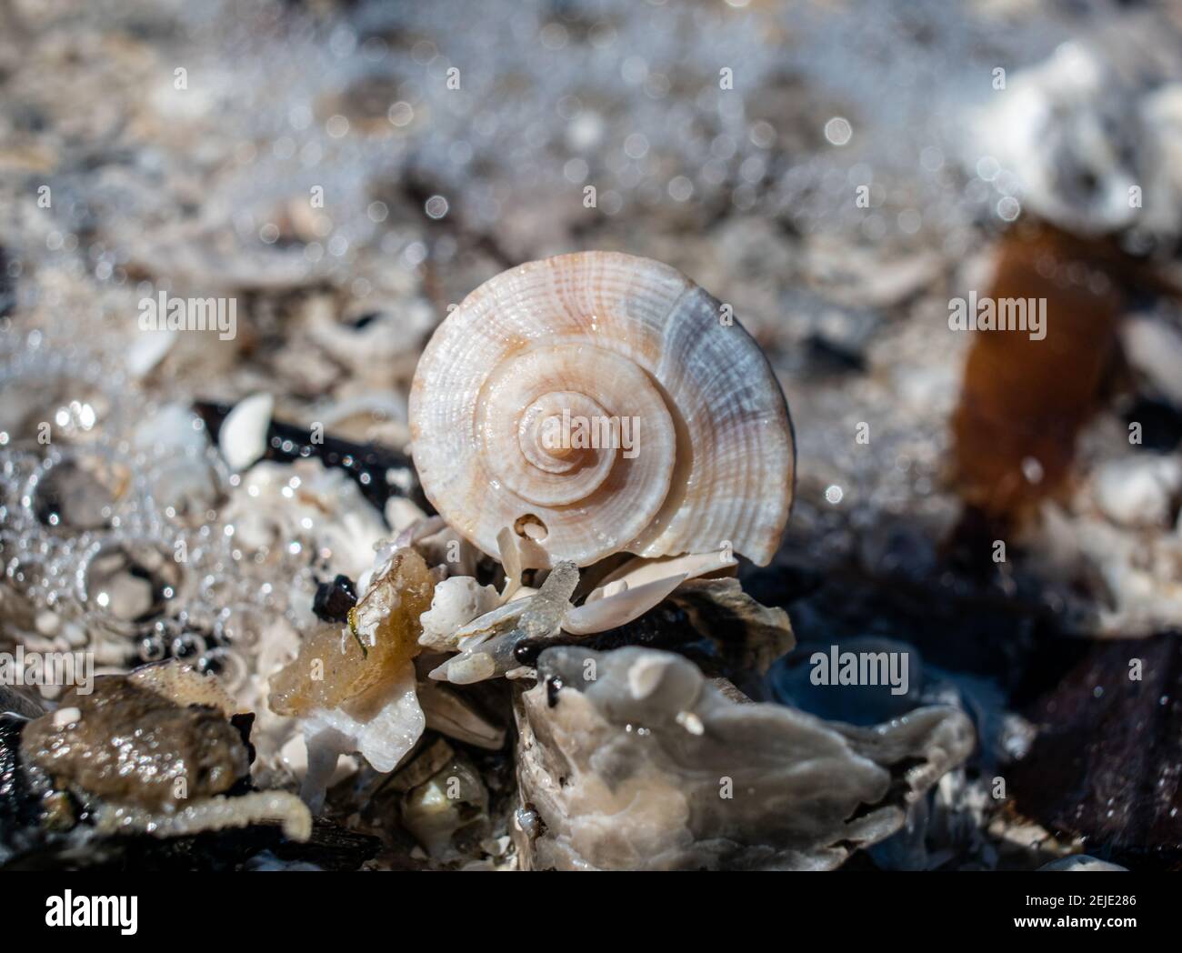 Seashell fossil coastline hi-res stock photography and images - Alamy