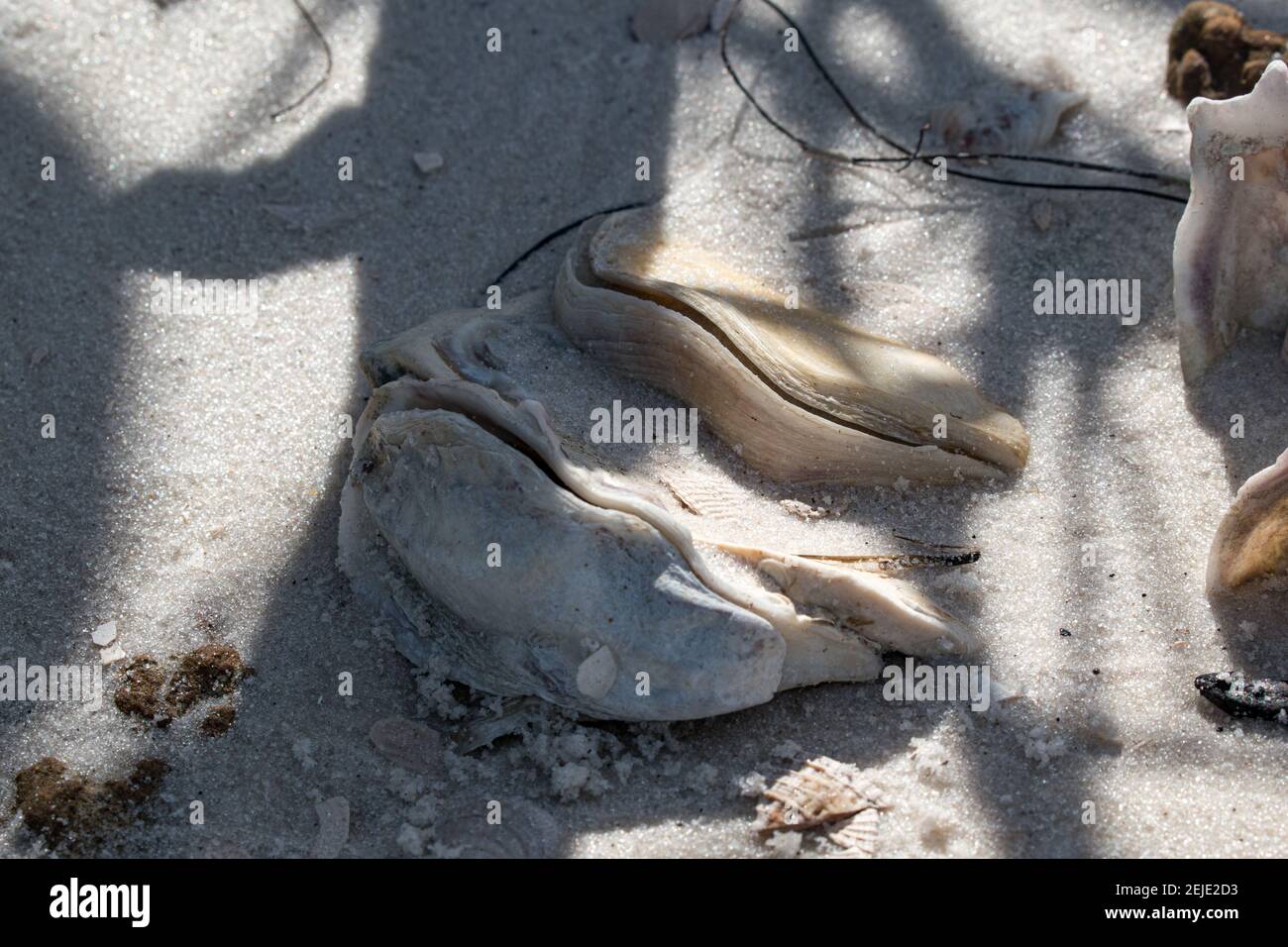 Seashell fossil coastline hi-res stock photography and images - Alamy