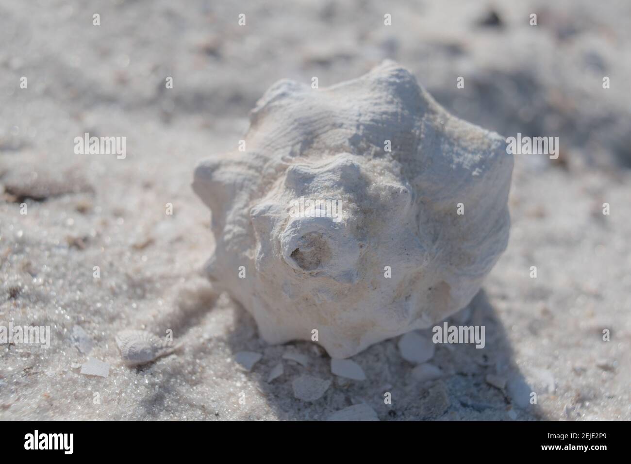 Seashell fossil coastline hi-res stock photography and images - Alamy