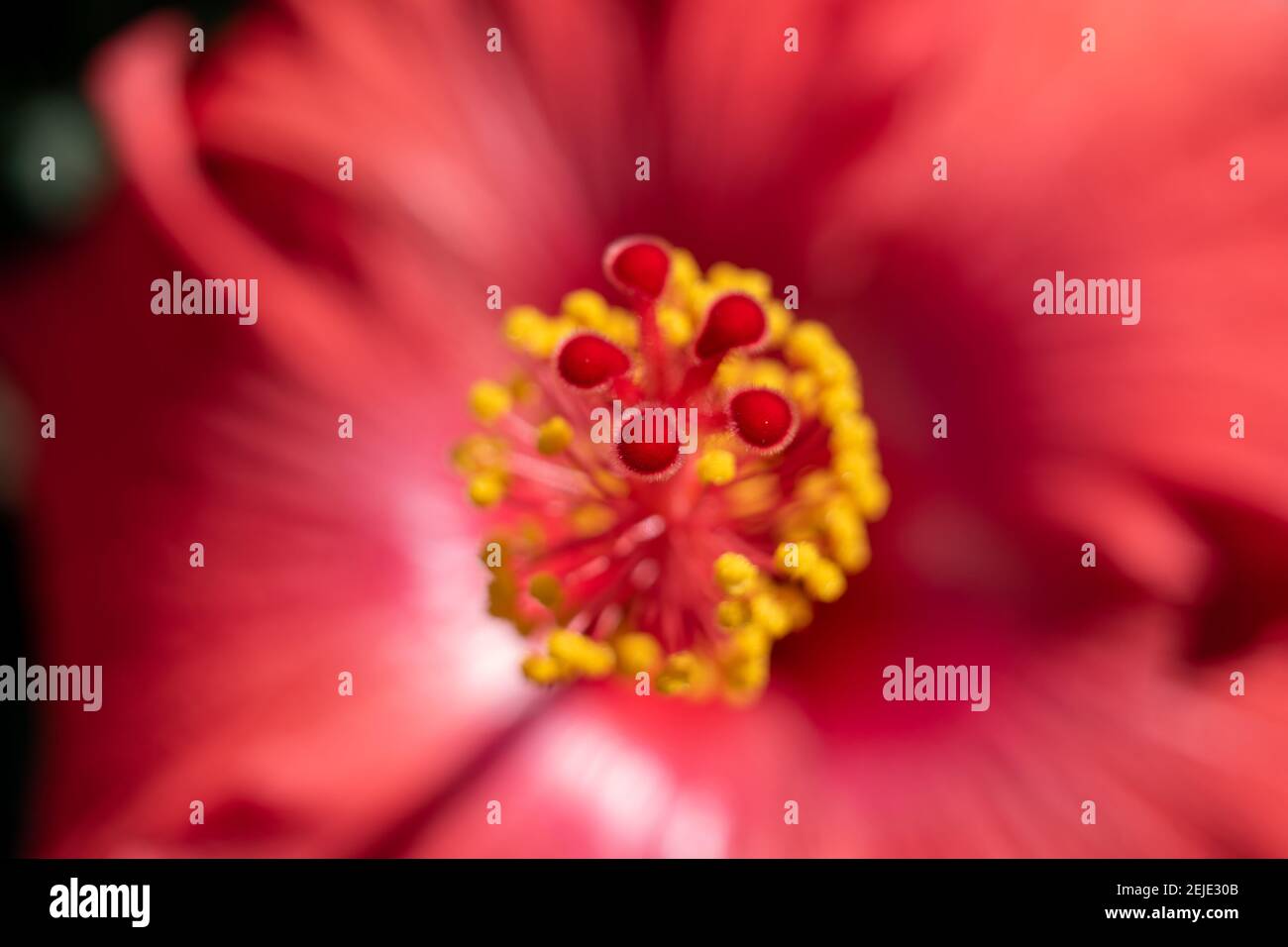 Hibiscus sprout hi-res stock photography and images - Alamy