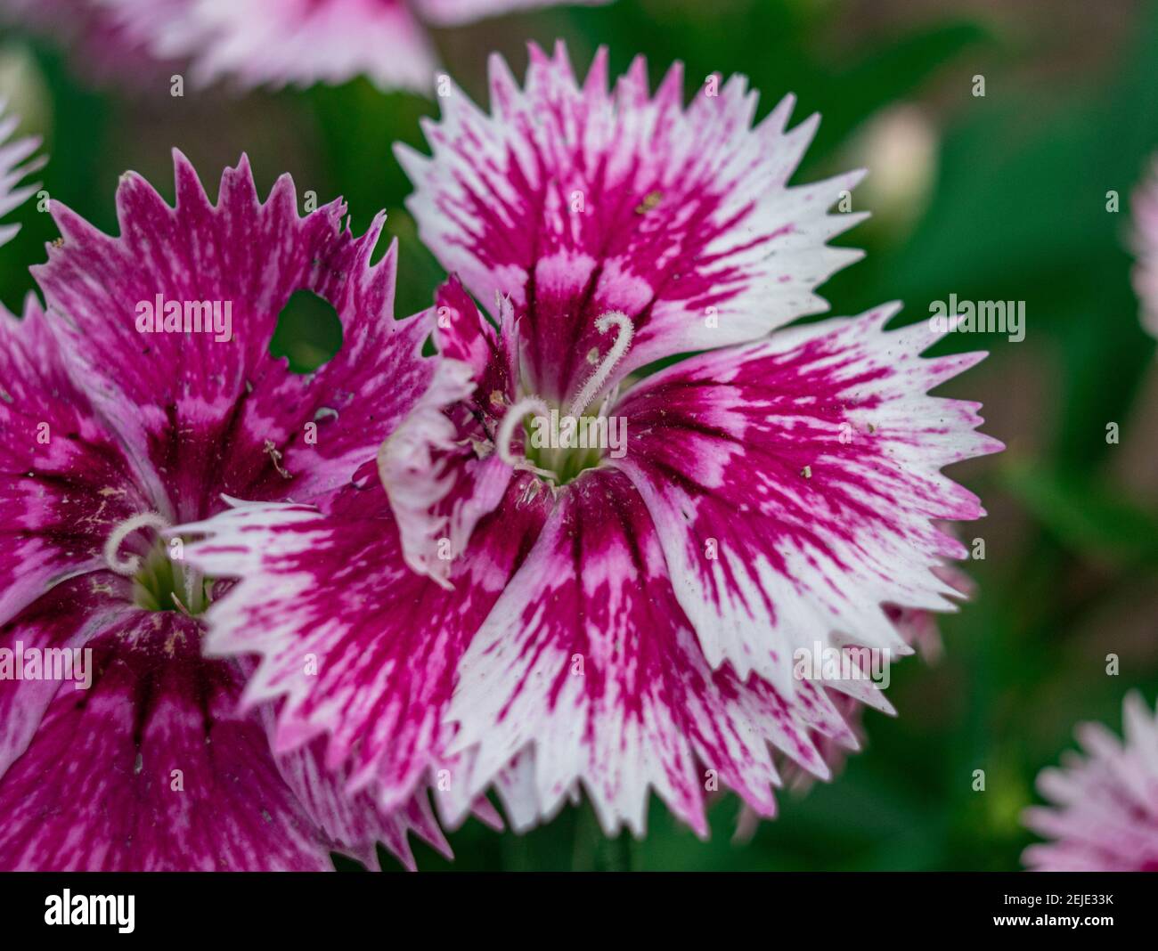 Edible carnation flowers hi-res stock photography and images - Alamy
