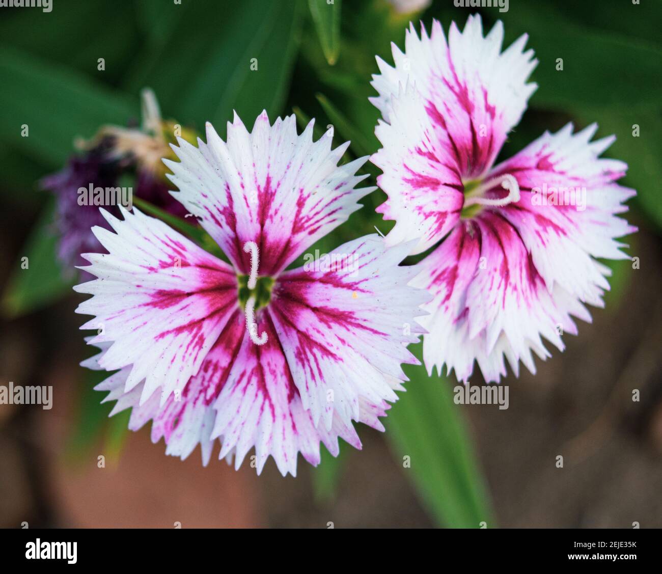 Edible carnation flowers hi-res stock photography and images - Alamy