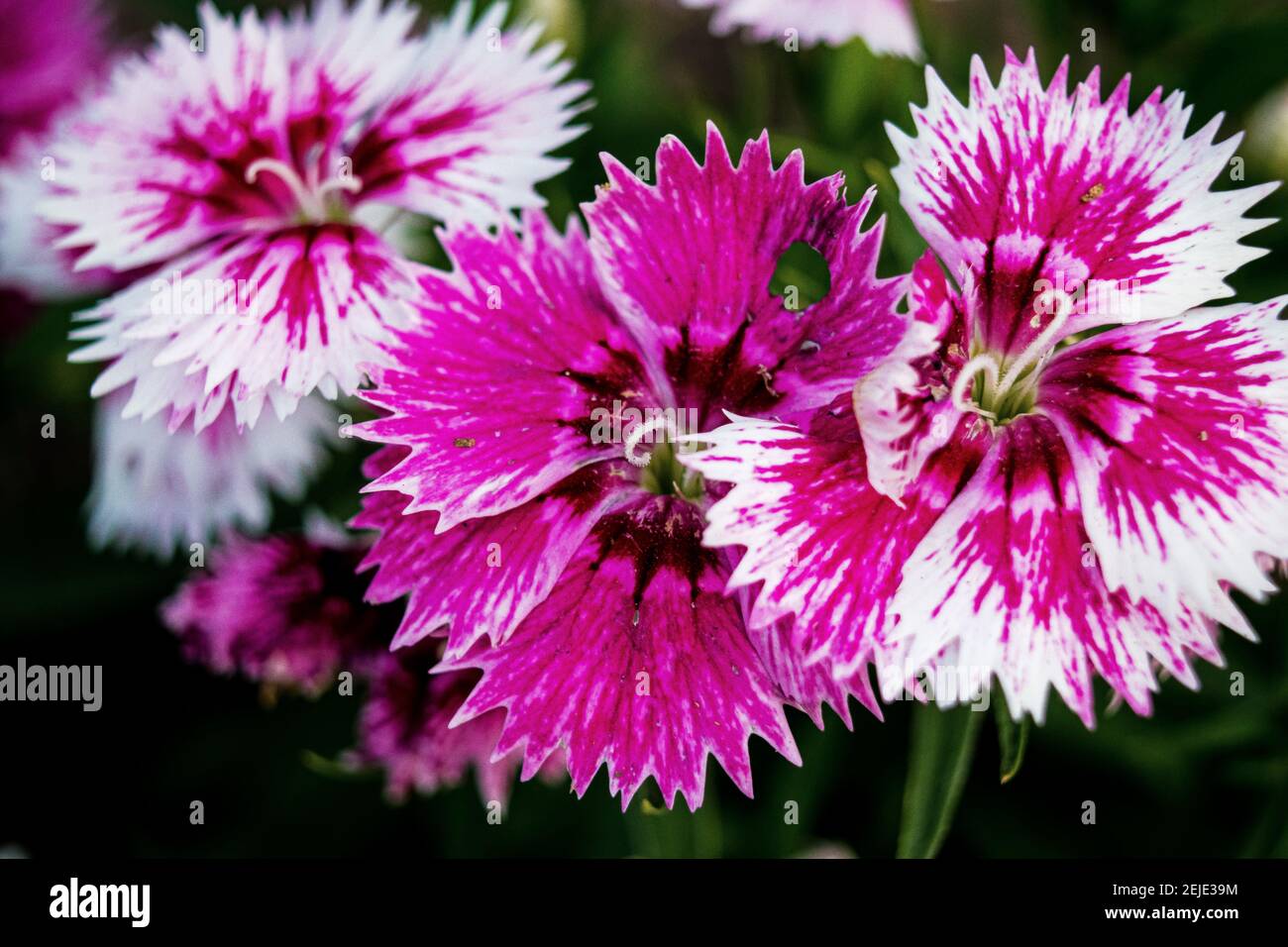 Edible carnation flowers hi-res stock photography and images - Alamy