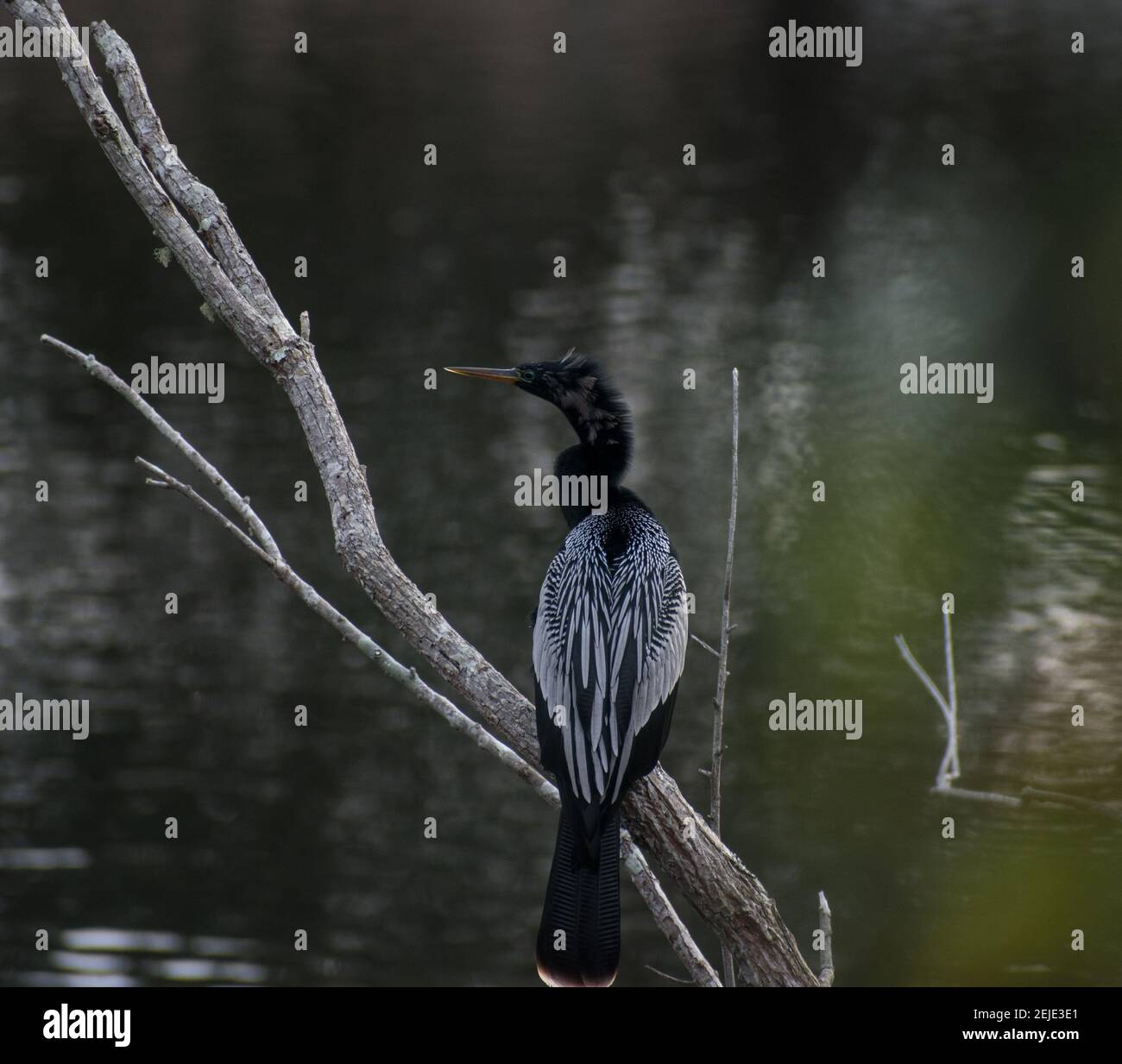 Anhinga fishing hi-res stock photography and images - Alamy