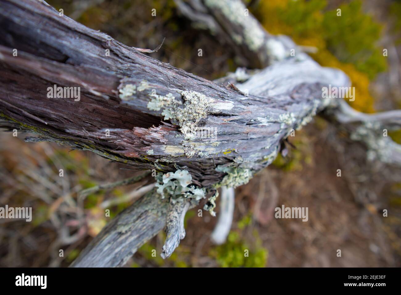 Cape Point- Cape Town, South Africa - 19-02-2021 Close up of dried up ...
