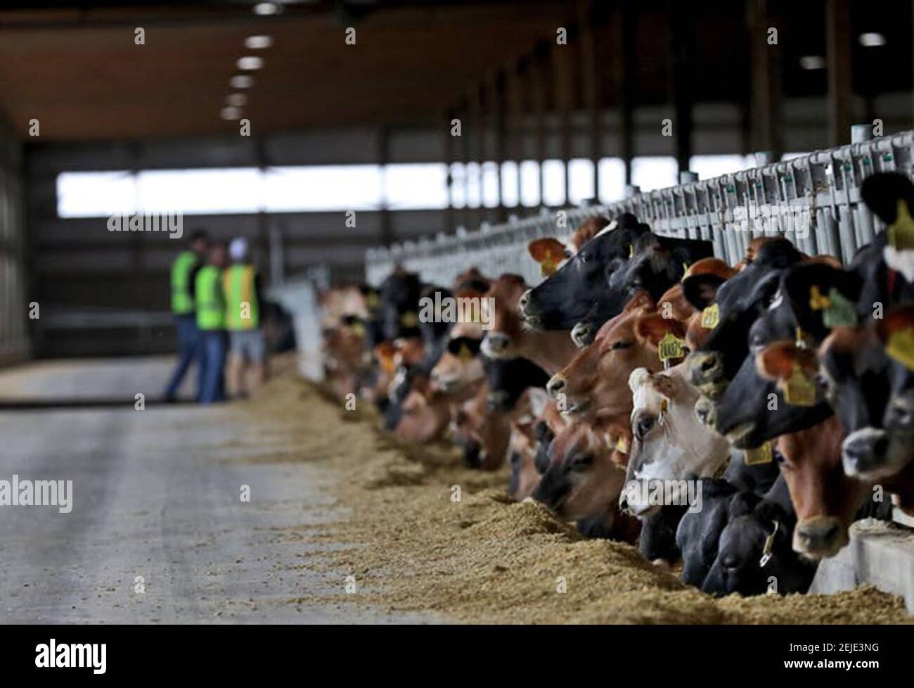 The Louriston Dairy near Murdock, built and operated by Riverview LLP ...