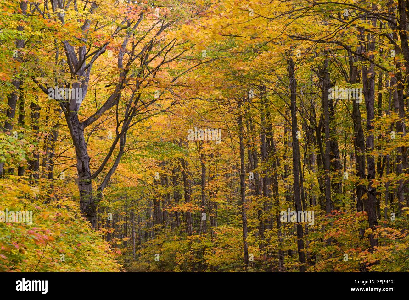 Trees in a forest, Schoolcraft County, Upper Peninsula, Michigan, USA ...
