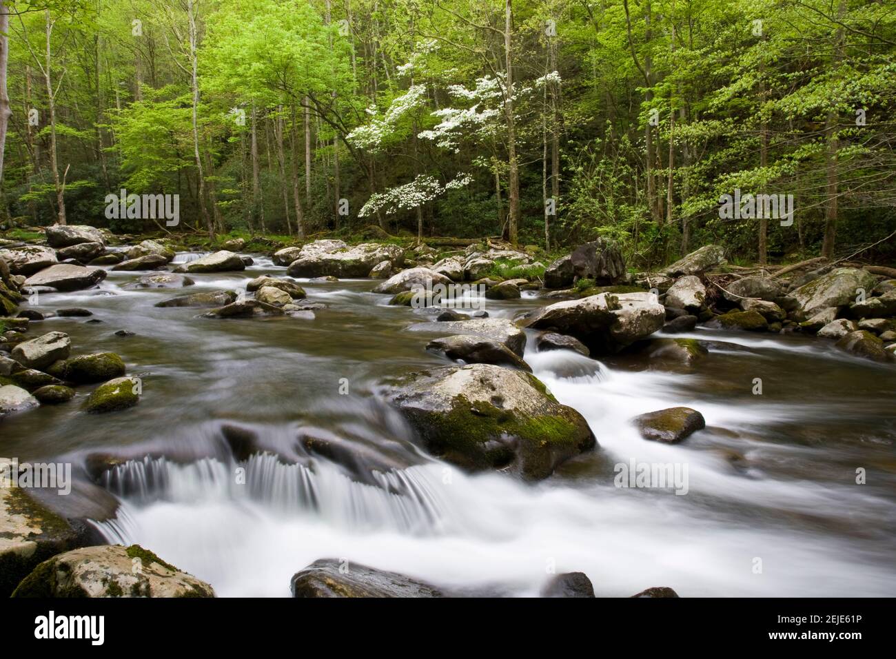 Dogwood trees in spring along Middle Prong, Little River, Tremont ...