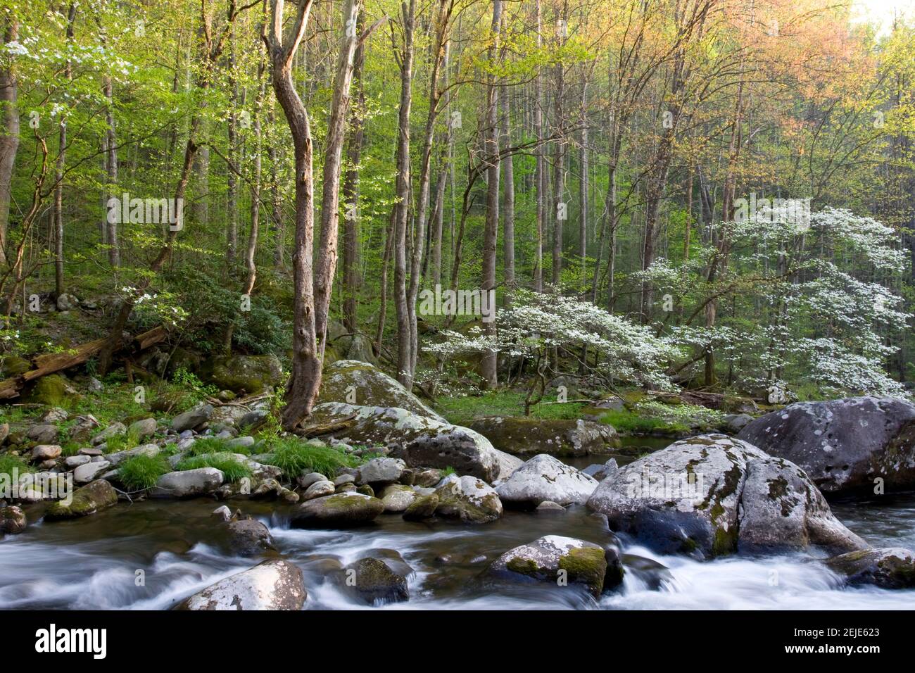 Dogwood trees in spring along Middle Prong, Little River, Tremont ...