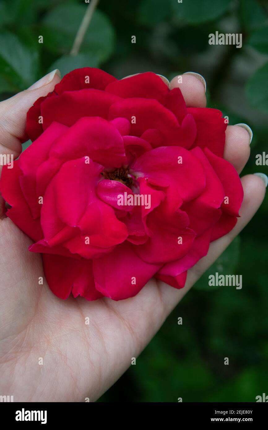 Red Rose in a garden with a natural background Stock Photo - Alamy