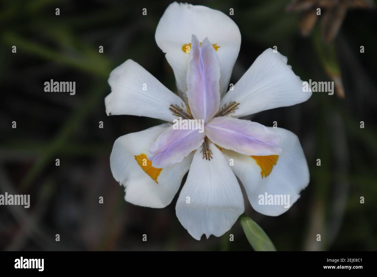 African iris hi-res stock photography and images - Alamy