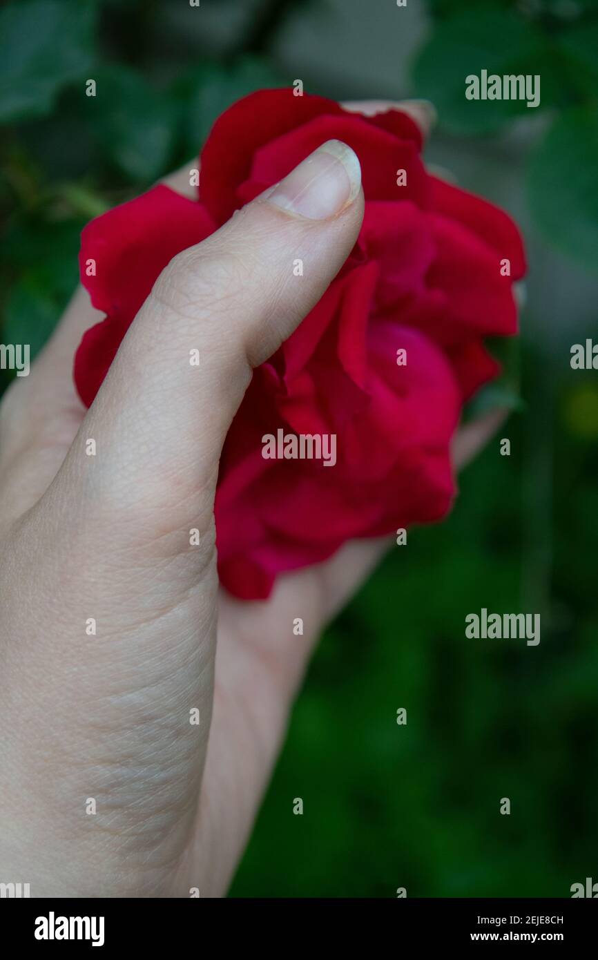 Red Rose in a garden with a natural background Stock Photo - Alamy