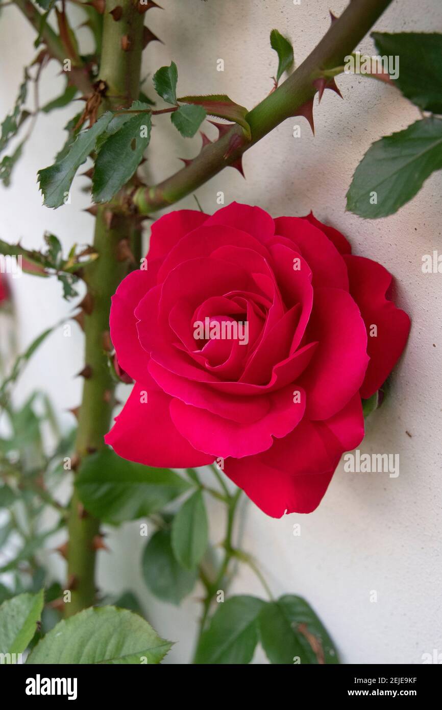 Red Rose in a garden with a natural background Stock Photo - Alamy