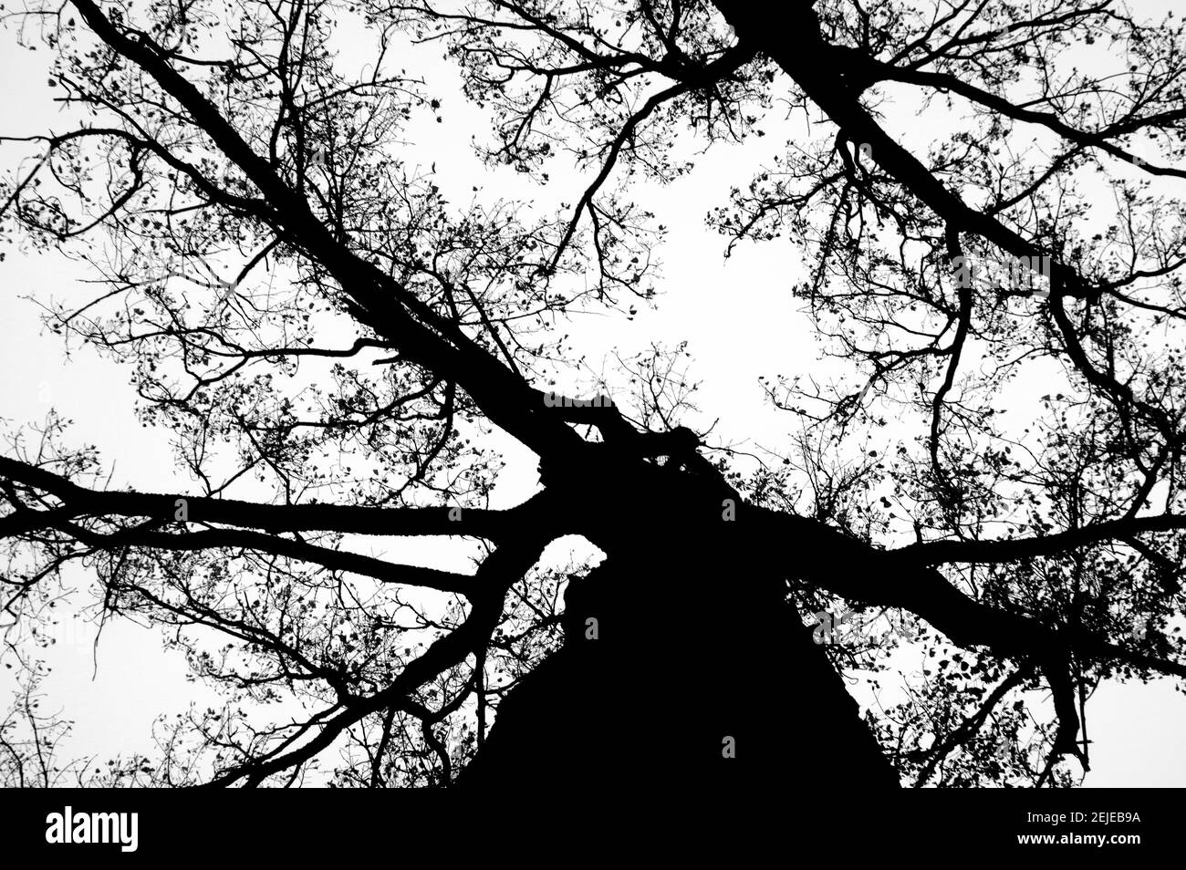 Silhouette tree branches and leaves in nature Stock Photo - Alamy