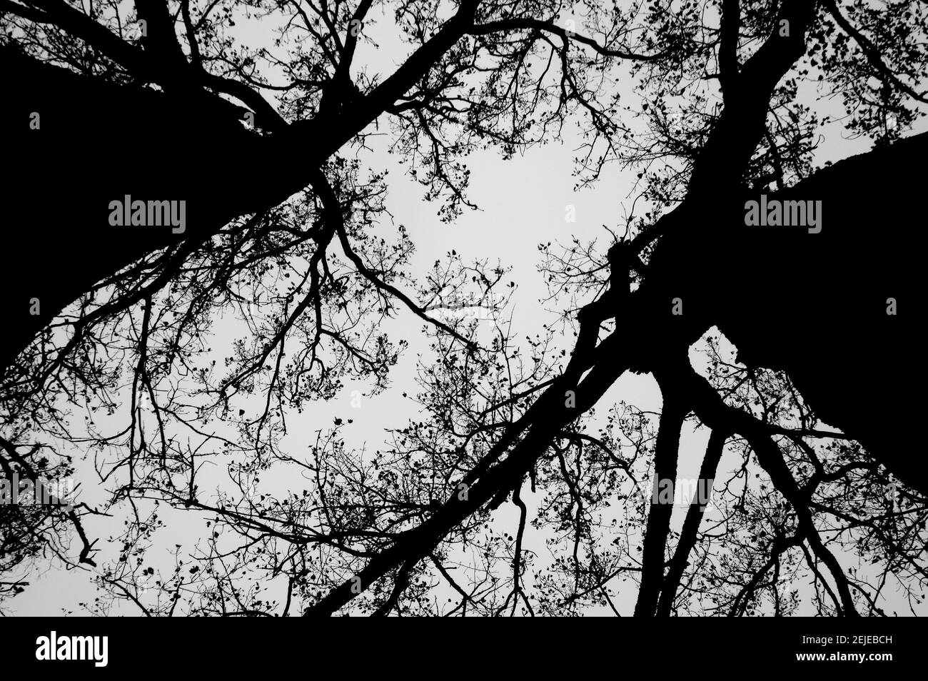 Silhouette tree branches and leaves in nature Stock Photo - Alamy