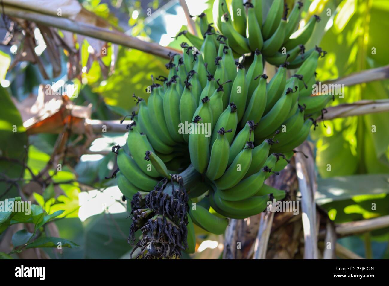 Beautiful Banana Tree High Resolution Stock Photography and Images - Alamy