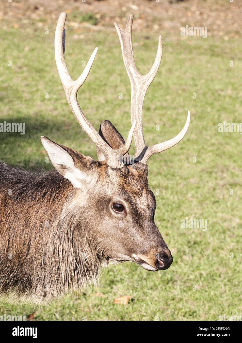 Vertical shot of a young buck on a green field outdoors Stock Photo - Alamy