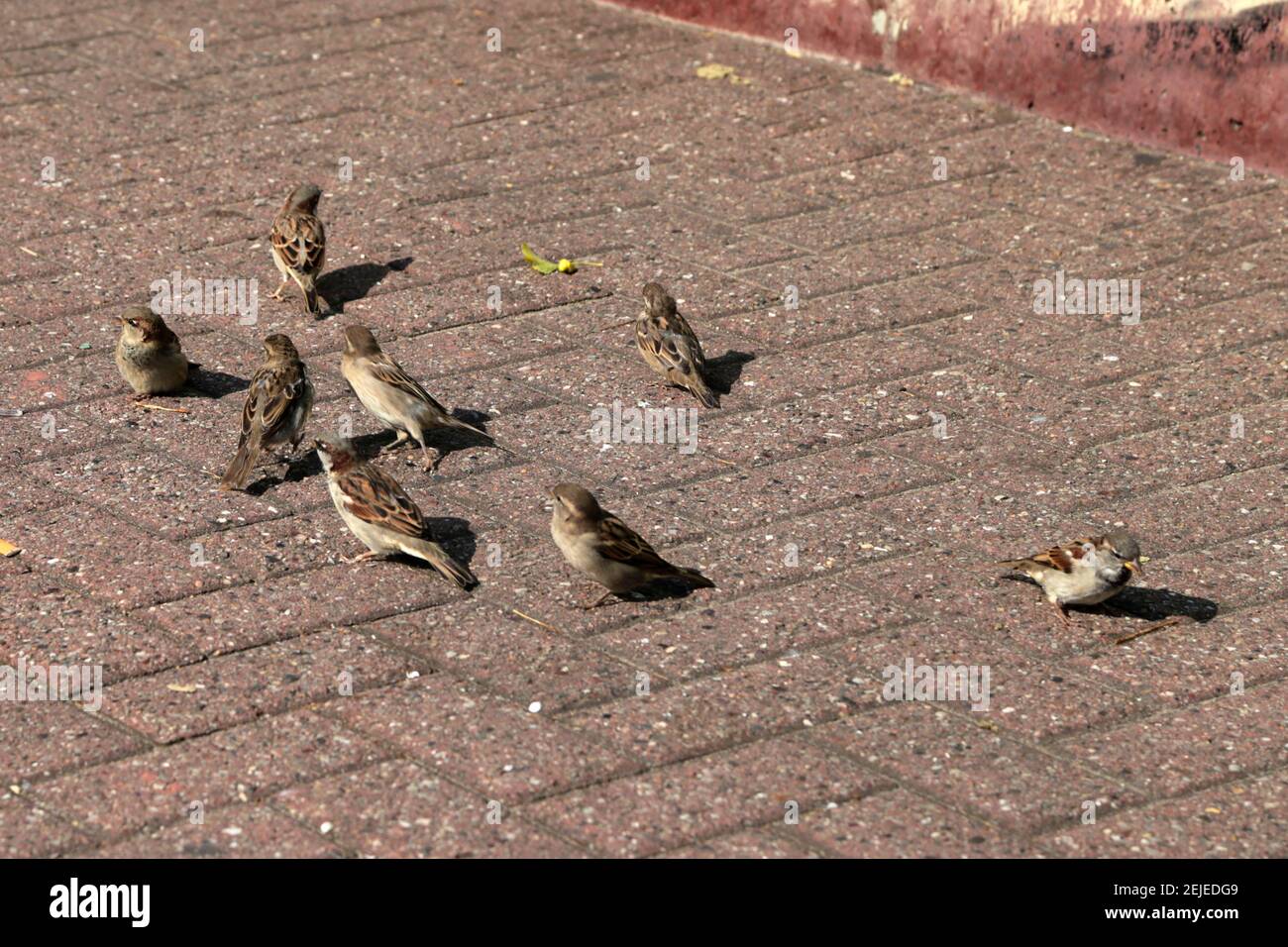 Group of sparrows on the street, Sparrows looking for food on the ...
