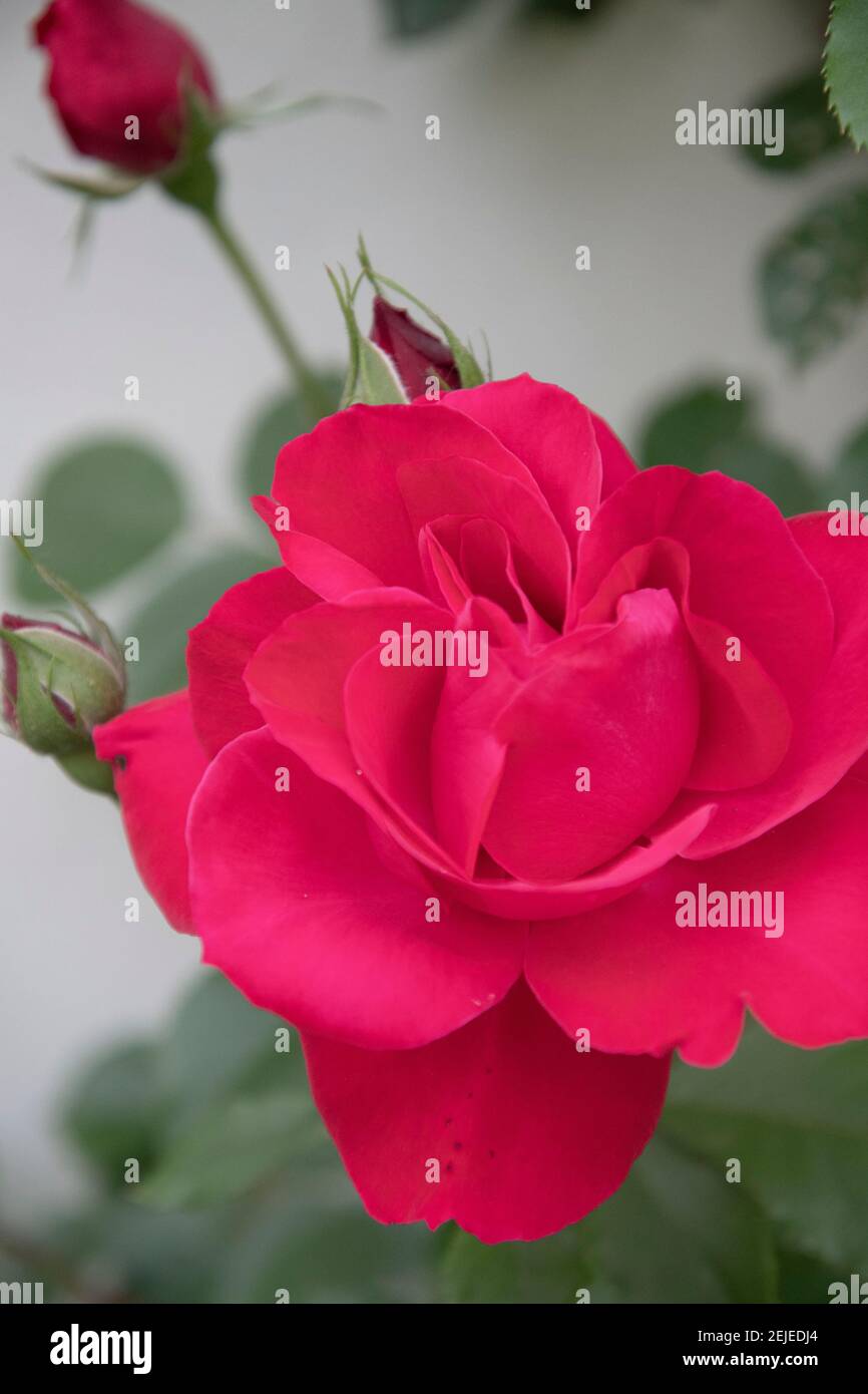 Red Rose in a garden with a natural background Stock Photo - Alamy