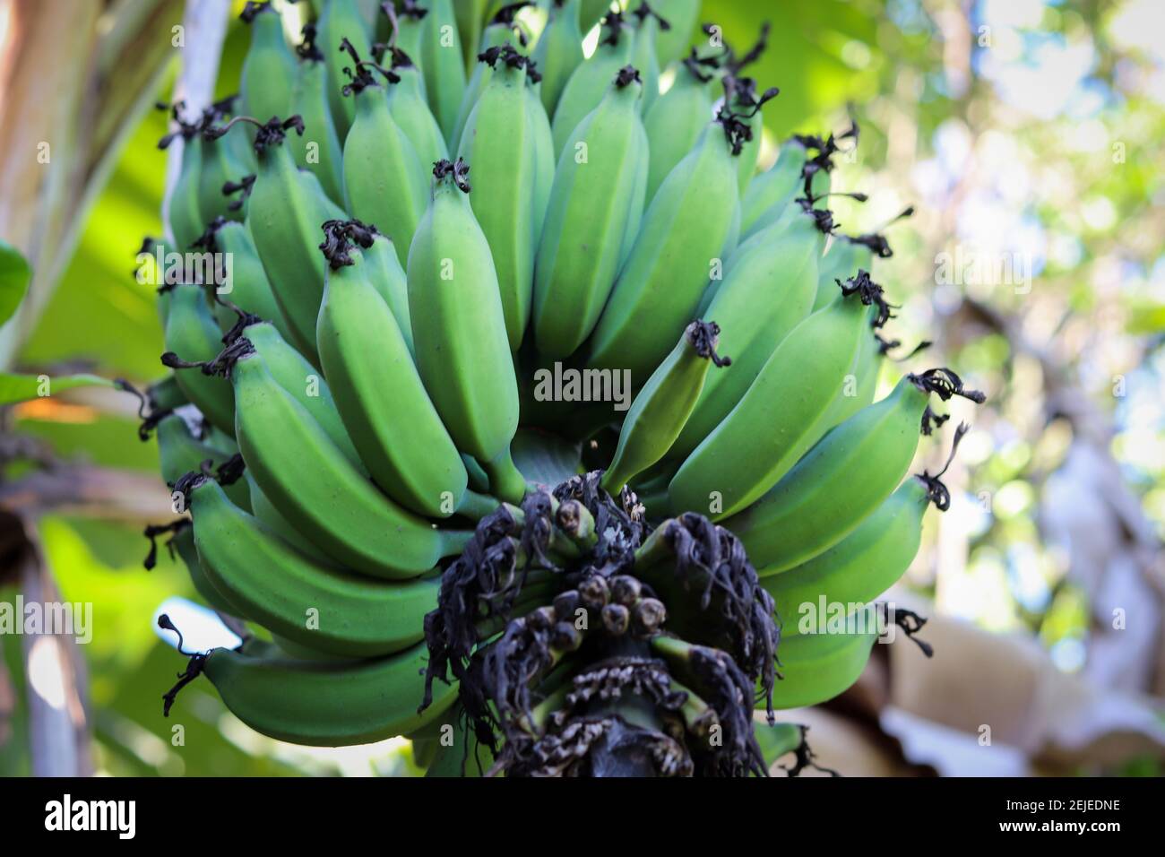 Banana tree leaf hi-res stock photography and images - Alamy